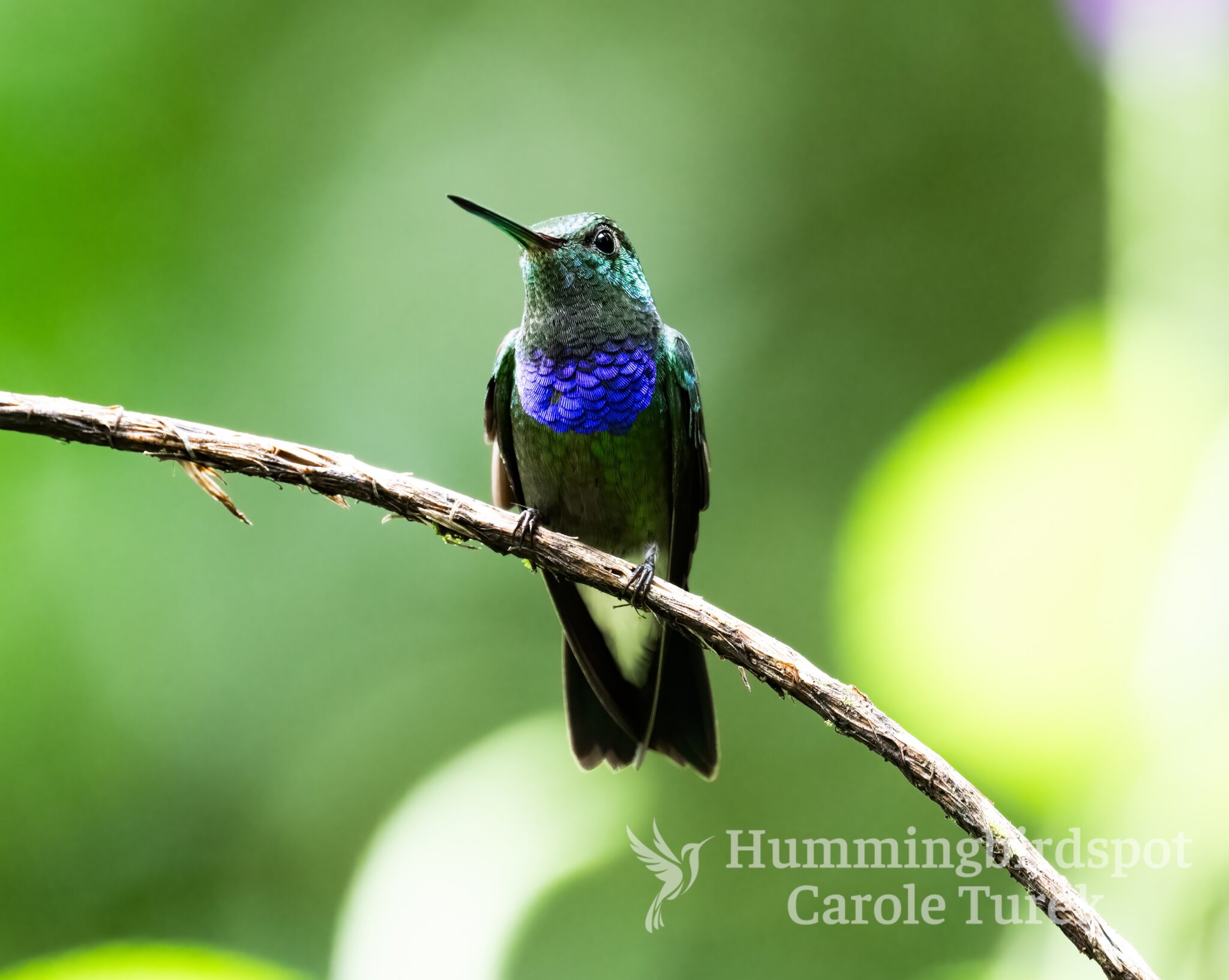 All Hummingbird Species - Hummingbirdspot by Carole Turek