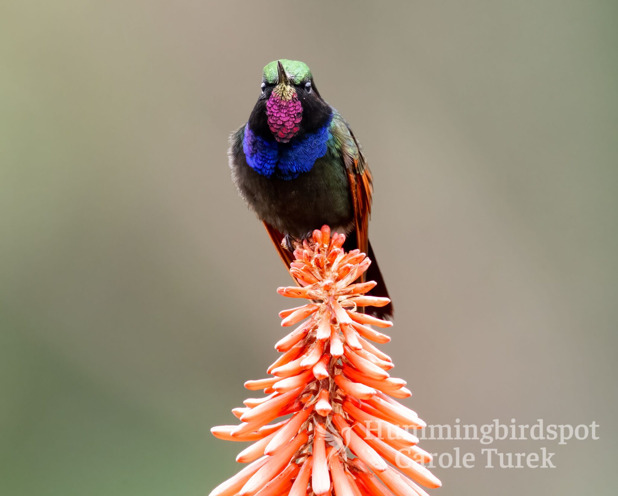 The place for everything hummingbird Hummingbirdspot by Carole Turek