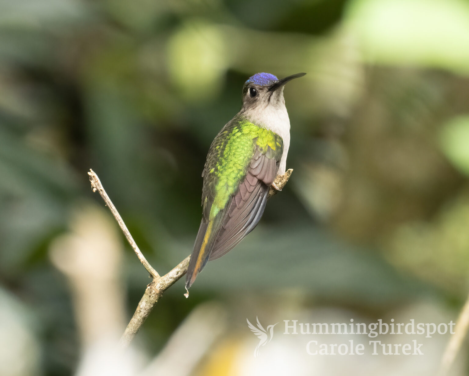 All Hummingbird Species - Hummingbirdspot by Carole Turek
